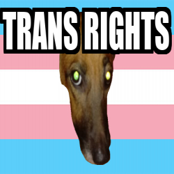 Meme Personalizado - TRANS RIGHTS - 31788155