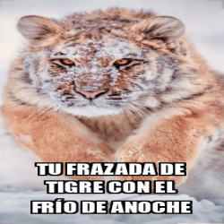 Meme Personalizado - Tu frazada de tigre con el frío de anoche - 31790636
