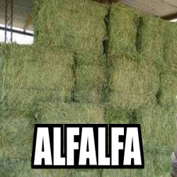 Meme Personalizado - Alfalfa - 31089346