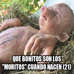 Meme Personalizado - QUE BONITOS SON LOS "MORITOS" CUANDO NACEN (21 ...