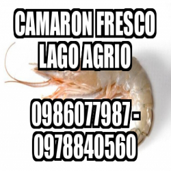 Meme Personalizado - CAMARON FRESCO LAGO AGRIO 0986077987 - 0978840560 ...