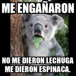 Meme Koala - ME ENGAÑARON NO ME DIERON LECHUGA ME DIERON ESPINACA ...