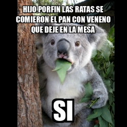 Meme Koala - hijo porfin las ratas se comieron el pan con veneno que ...