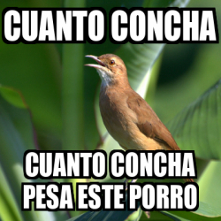 Meme Personalizado - cuanto concha cuanto concha pesa este porro - 31890800