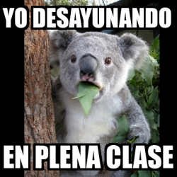 Meme Koala - yo desayunando en plena clase - 31931322