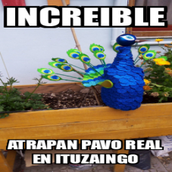 Meme Personalizado - increible atrapan pavo real en ituzaingo - 32508333