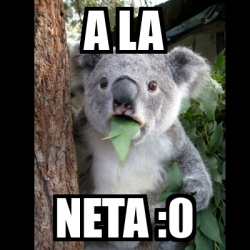 Meme Koala - a la neta :0 - 32511059