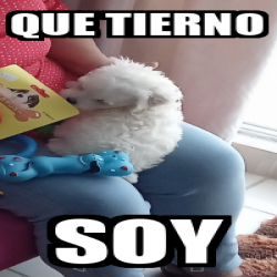 Meme Personalizado - QUE TIERNO SOY - 32538889