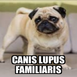 Meme Personalizado - Canis lupus familiaris - 32550183