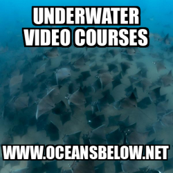 Meme Personalizado - Underwater Video Courses www.oceansbelow.net ...