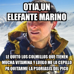 Meme Bear Grylls - otia,un elefante marino le quito los colmillos que ...