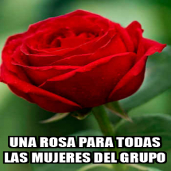 Meme Personalizado - Una rosa para todas las mujeres del grupo - 33120261