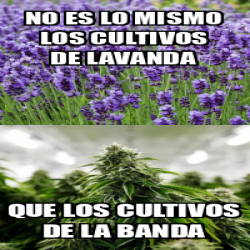 Meme Personalizado - No es lo mismo los cultivos de lavanda que los ...
