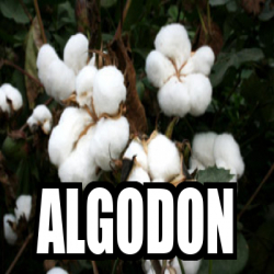 Meme Personalizado - algodon - 33224040