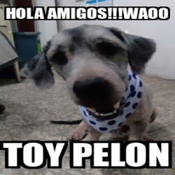 Meme Personalizado - Hola Amigos!!!waoo Toy pelon - 33229412