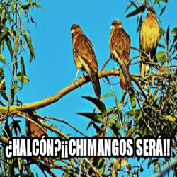 Meme Personalizado - ¿halcón?¡¡chimangos será!! - 33243365