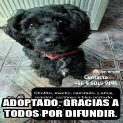 Meme Personalizado - Adoptado. Gracias a todos por difundir. - 33272643