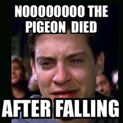 Meme crying peter parker - Noooooooo the pigeon died After falling ...