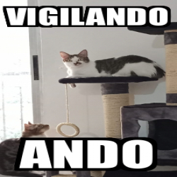 Meme Personalizado - VIGILANDO ANDO - 33416962