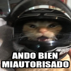 Meme Personalizado - Ando bien miautorisado - 33420030