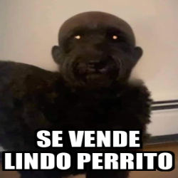 Meme Personalizado - SE VENDE LINDO PERRITO - 33451410