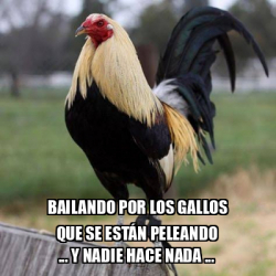 Meme Personalizado - Bailando por los gallos que se están peleando ...