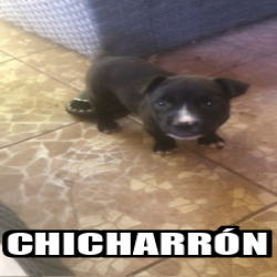 Meme Personalizado - Chicharrón - 33481010
