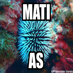 Meme Personalizado - Mati as - 33053910