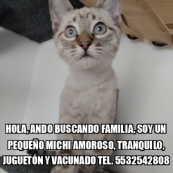 Meme Personalizado - Hola, ando buscando familia, soy un pequeño Michi ...