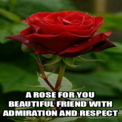 Meme Personalizado - A rose for you beautiful friend with admiration ...