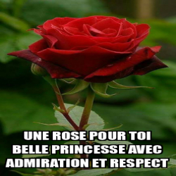 Meme Personalizado - Une rose pour toi belle princesse avec admiration ...
