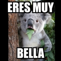 Meme Koala - eres muy bella - 5760134