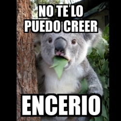 Meme Koala - NO TE LO PUEDO CREER ENCERIO - 7976051